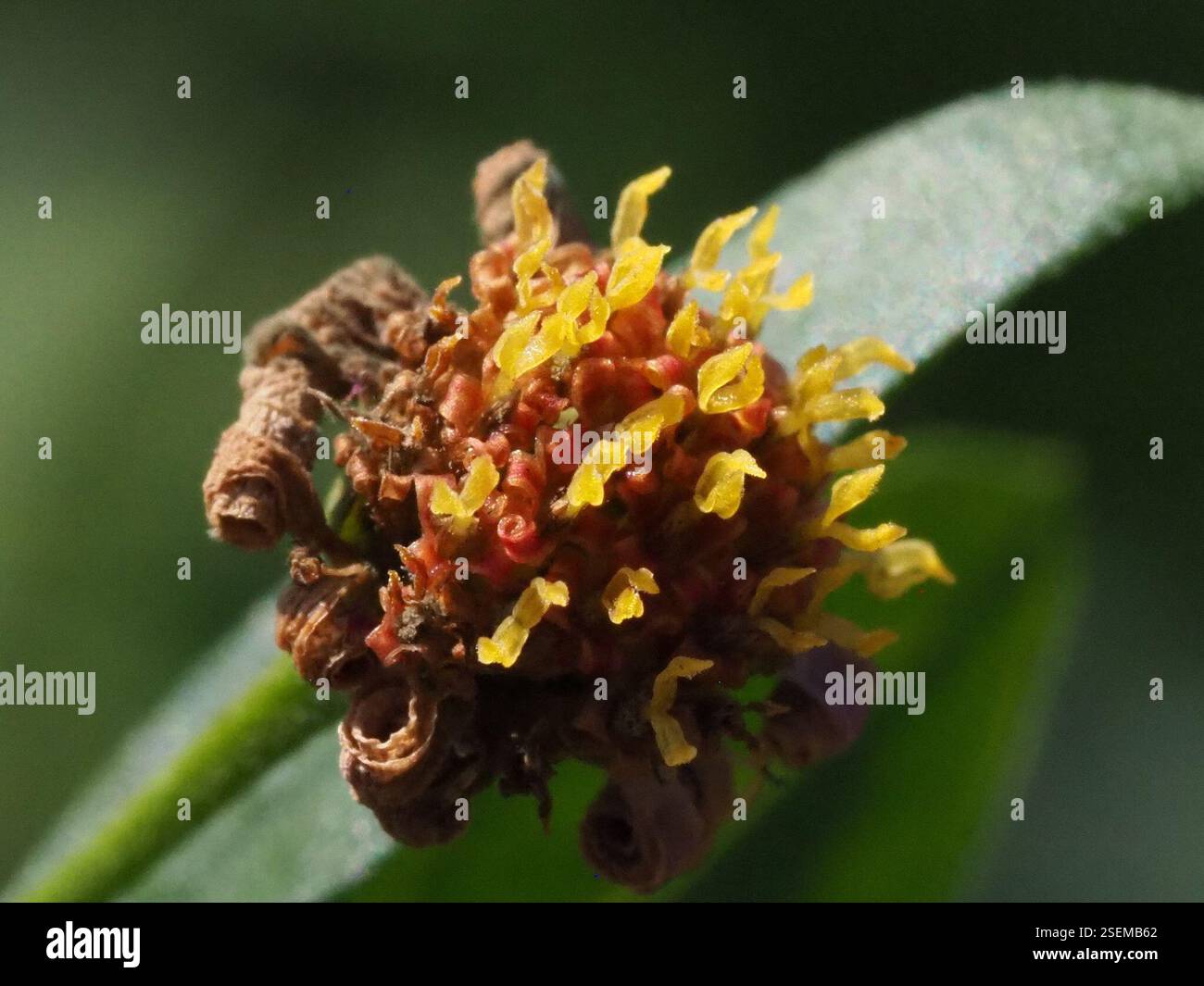 Aster indicus hi-res stock photography and images - Alamy