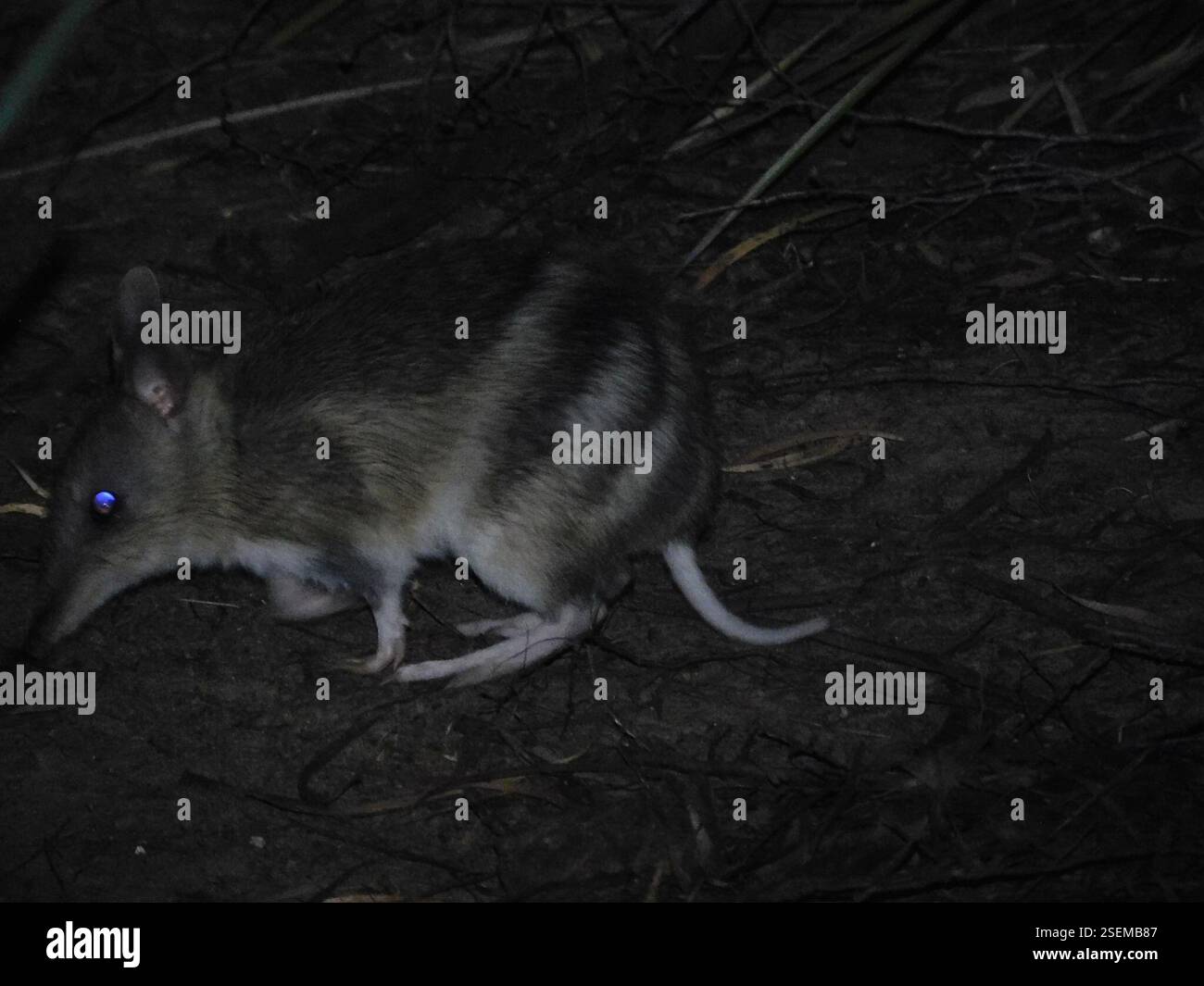 Eastern Barred Bandicoot (Perameles gunnii), Mammalia, Hobart TAS ...