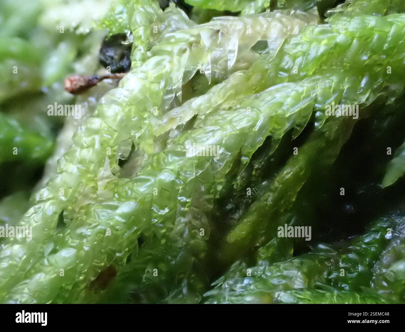 Waved Silk-moss (Plagiothecium undulatum), Plantae, Outer Area, Baarn ...