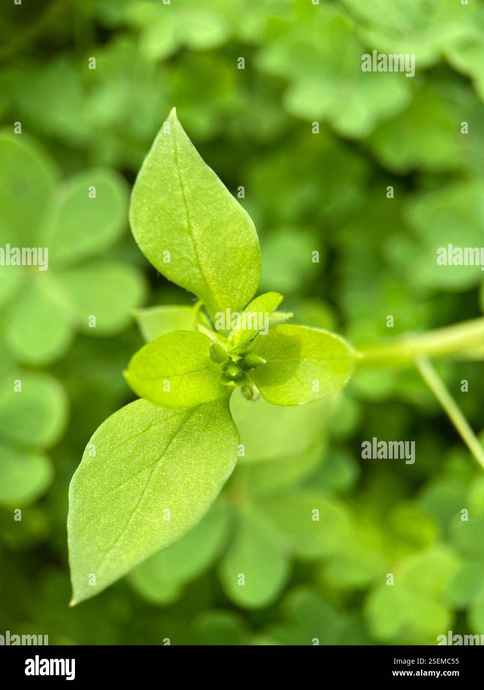 chickweeds (Stellaria), Plantae, Los Angeles County, US-CA, US Stock ...