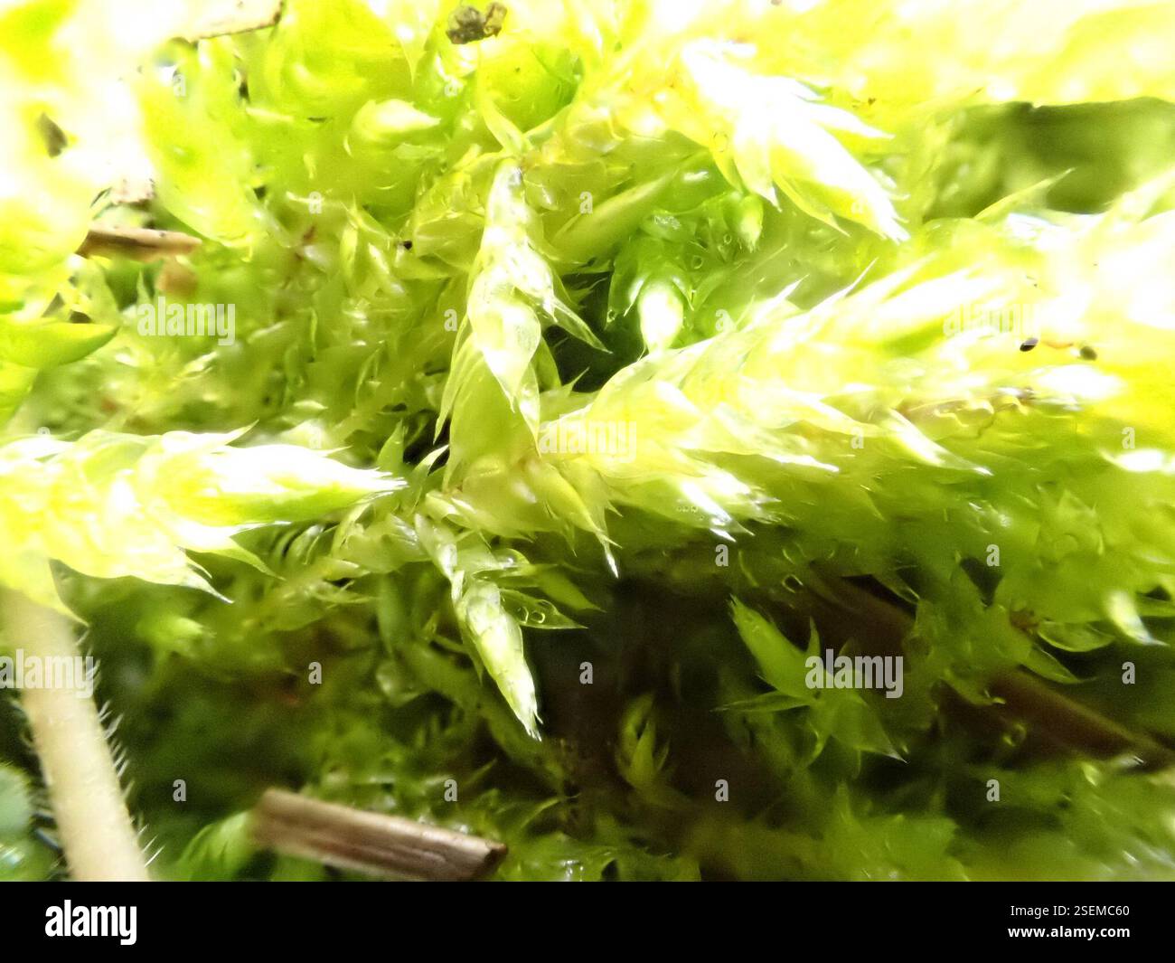 Rough-stalked Feather-moss (Brachythecium rutabulum), Plantae ...