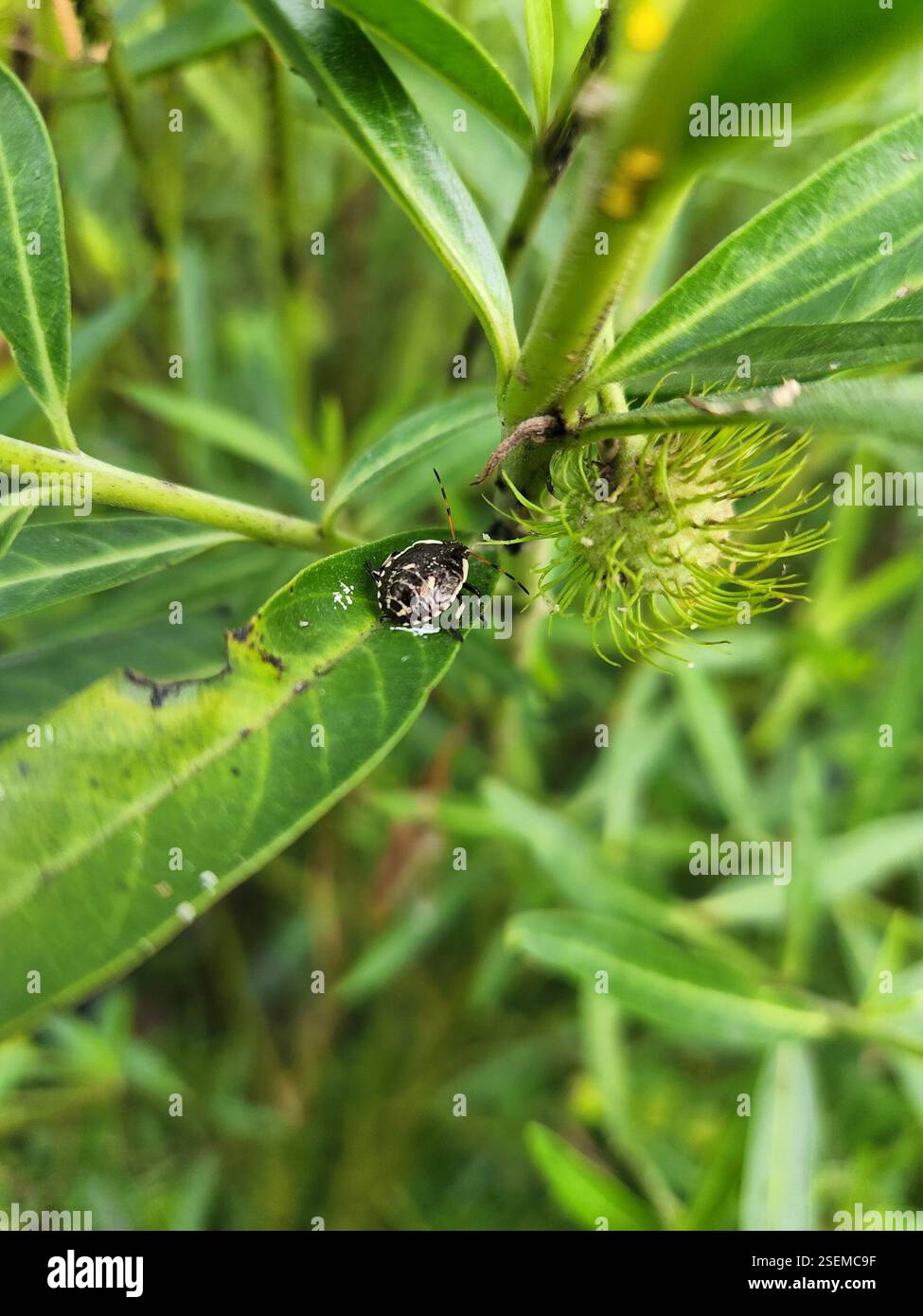 Brown soldier bug (Cermatulus nasalis), Insecta, North Island, Hamilton ...