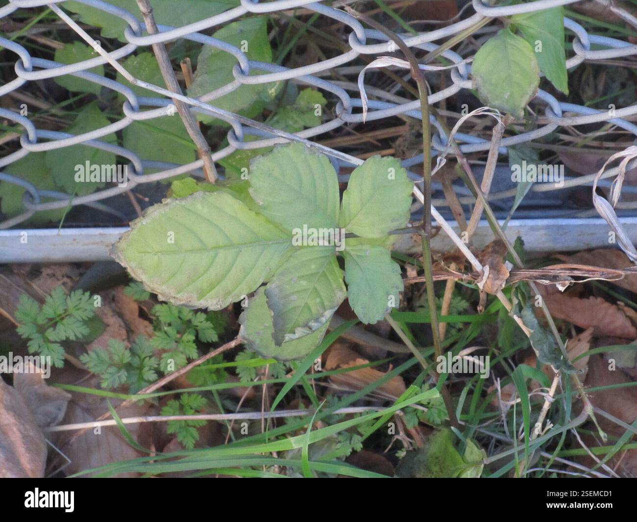 Bushkiller causonis japonica hi-res stock photography and images - Alamy