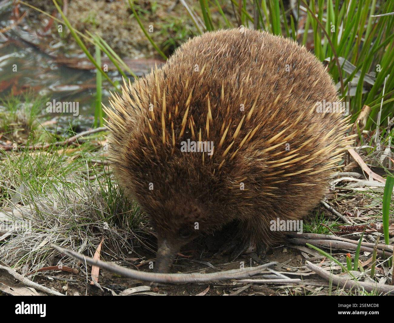 Tasmanian Echidna (Tachyglossus aculeatus setosus), Mammalia, Hobart ...