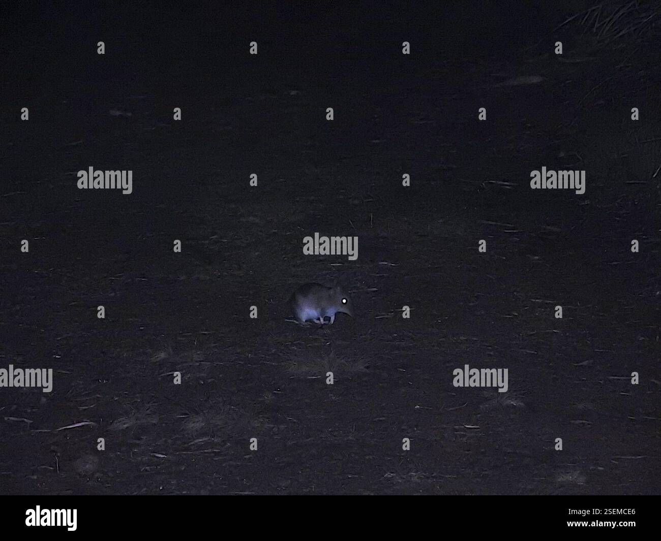 Eastern Barred Bandicoot (Perameles gunnii), Mammalia, Hobart TAS ...