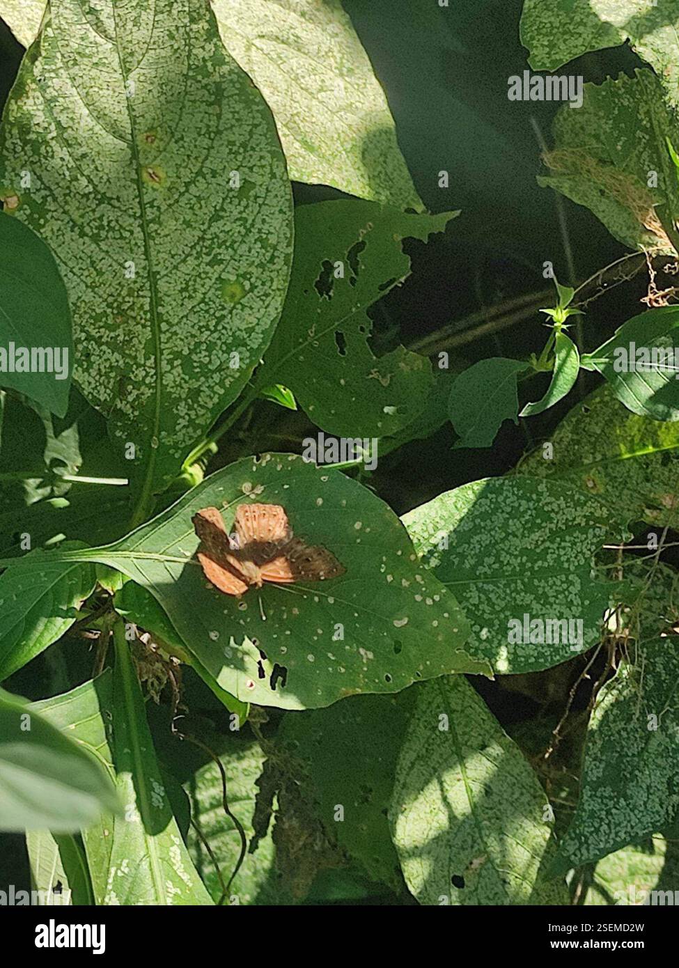 Punchinello (Zemeros flegyas), Insecta, Zwe Ka Bin Mountain Stock Photo ...