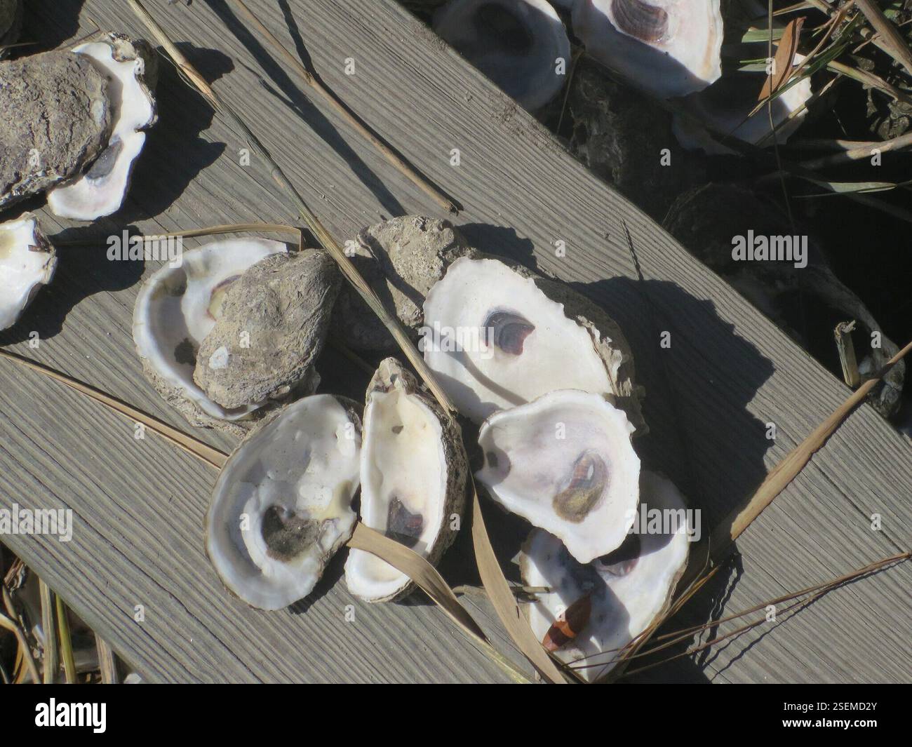 Eastern Oyster (Crassostrea virginica), Mollusca, Bell's Landing ...
