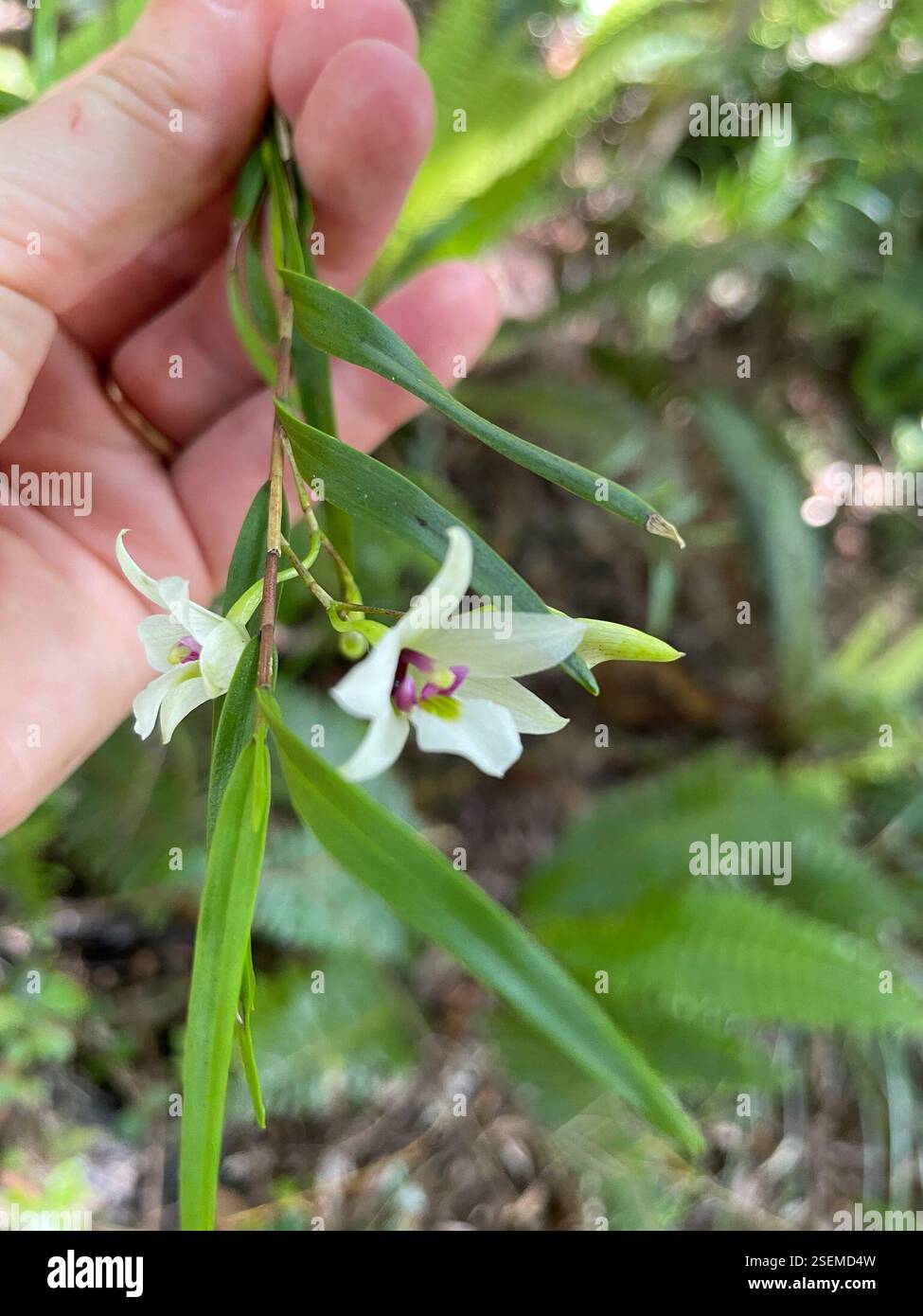 Winika (Dendrobium cunninghamii), Plantae, North Island, Hunua, Waikato ...