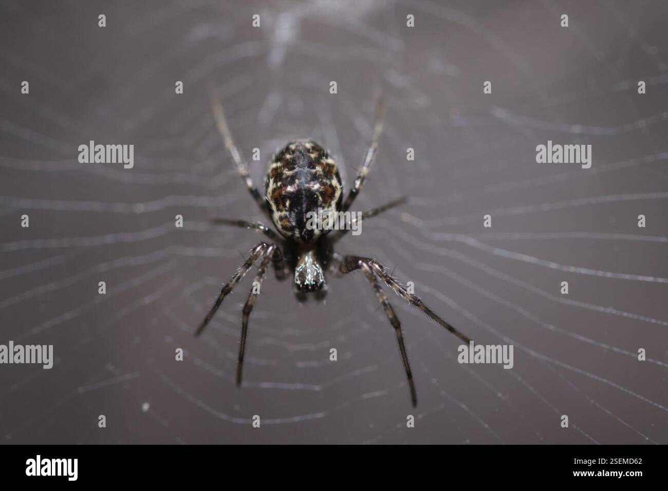 Orbweavers and Allies (Araneoidea), Arachnida, Araçariguama, SP, 18147 ...