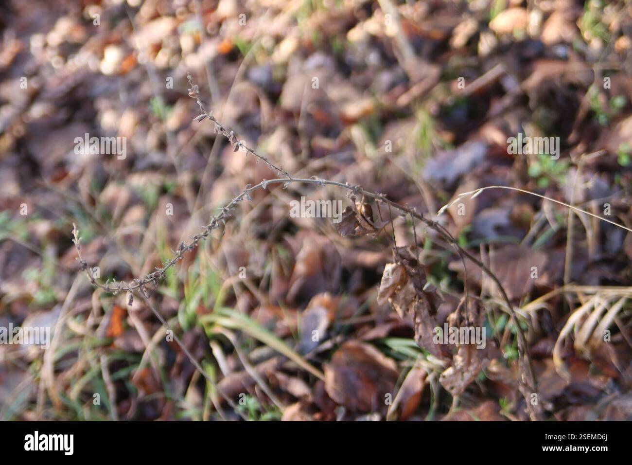 Sticky Sage (Salvia glutinosa), Plantae, Amstetten District, Austria ...