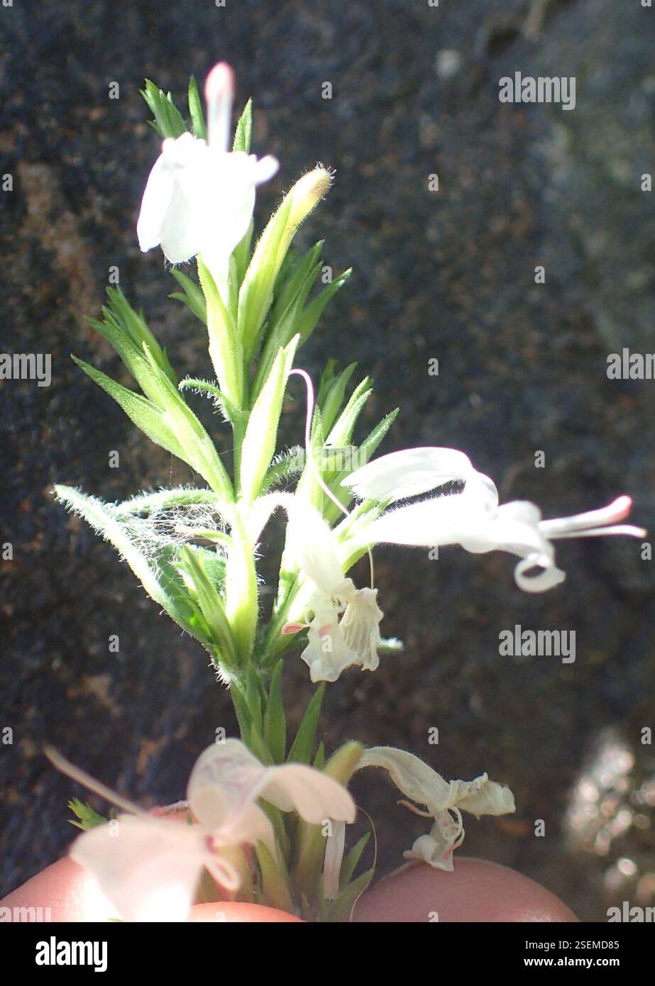 White Ribbon Flower (Hypoestes forskaolii), Plantae, Ugu District ...