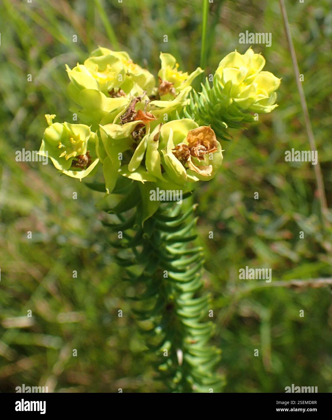 Wild Spurge (Euphorbia natalensis), Plantae, Ugu District Municipality ...
