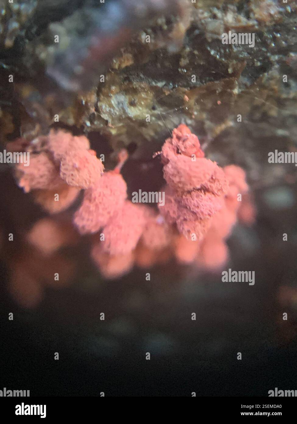 (Arcyria), Protozoa, Hidden Falls Regional Park, Auburn, CA, US Stock ...