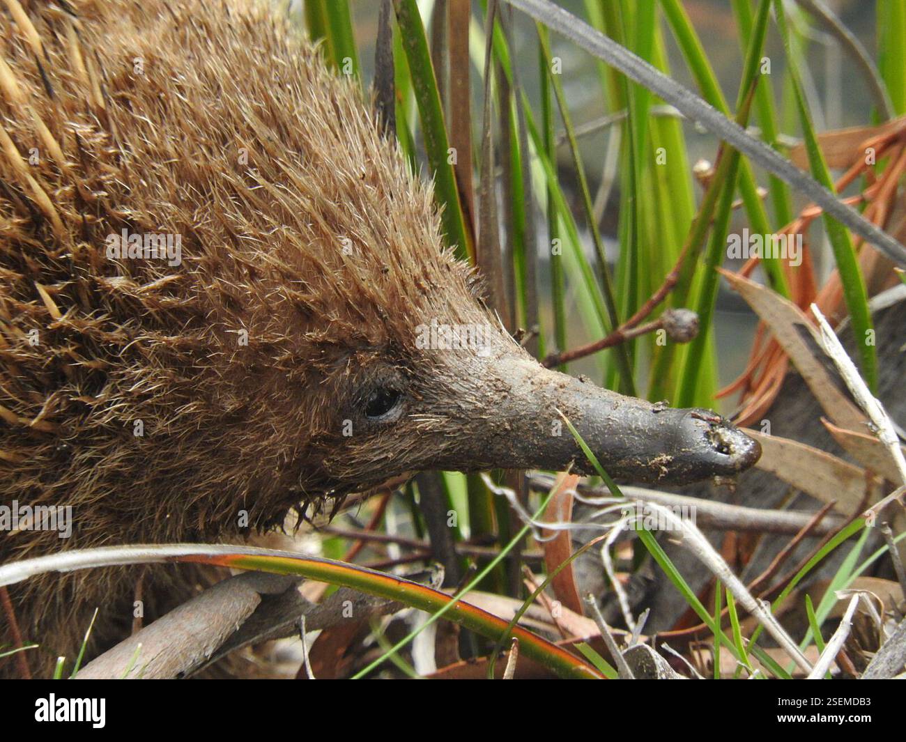 Tasmanian Echidna (Tachyglossus aculeatus setosus), Mammalia, Hobart ...