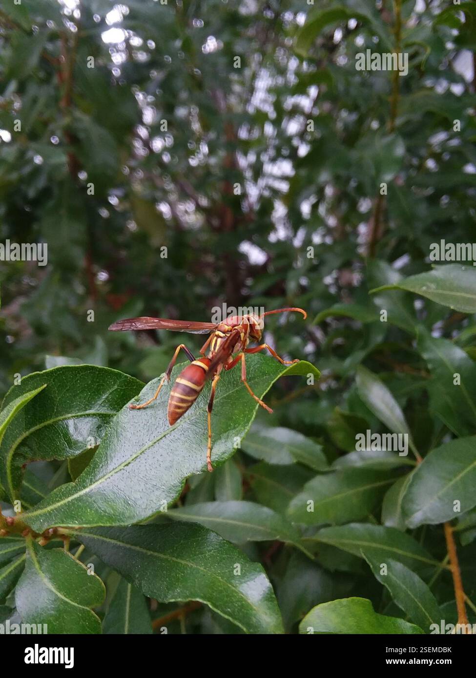 canadensis/exclamans-group Paper Wasps (Aphanilopterus), Insecta ...