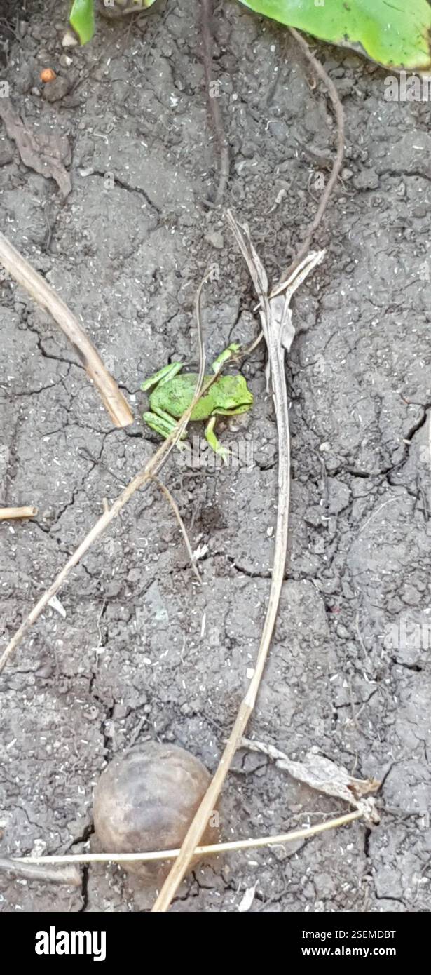 Australian Green Tree Frog (Ranoidea caerulea), Amphibia, Kabra QLD ...