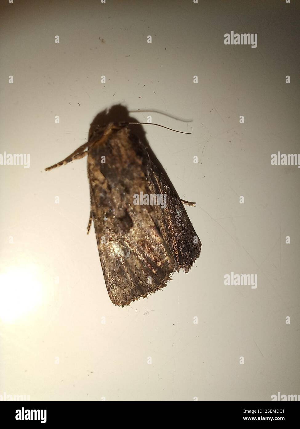 Cutworm Moths and Allies (Noctuidae), Insecta, Fir Grove, Cape Town ...