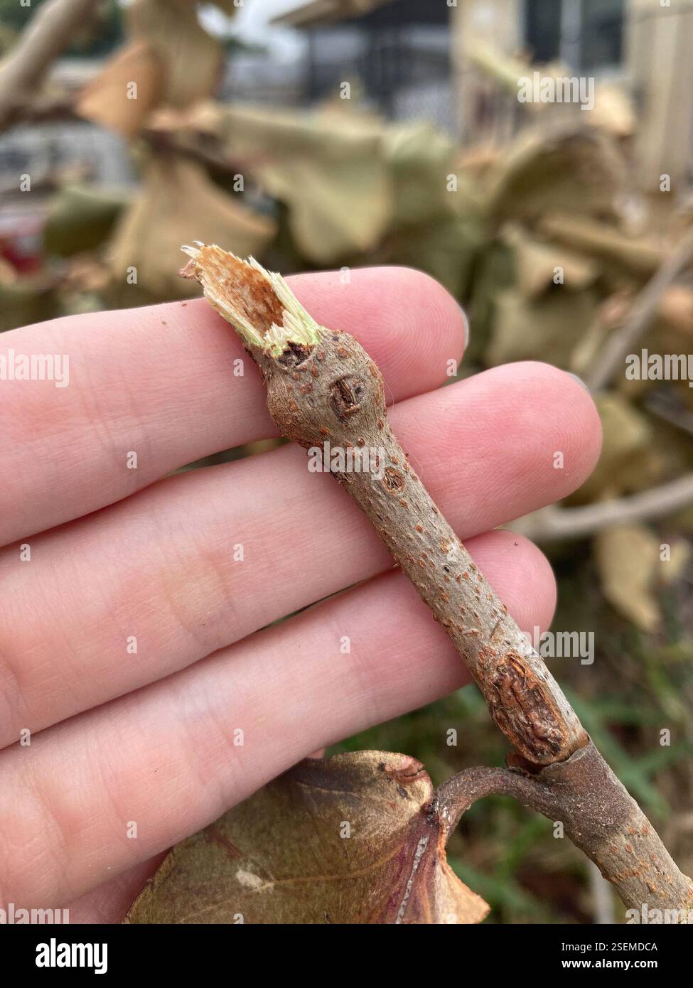 Seagrape borer (Hexeris enhydris), Insecta, Florida, US Stock Photo - Alamy