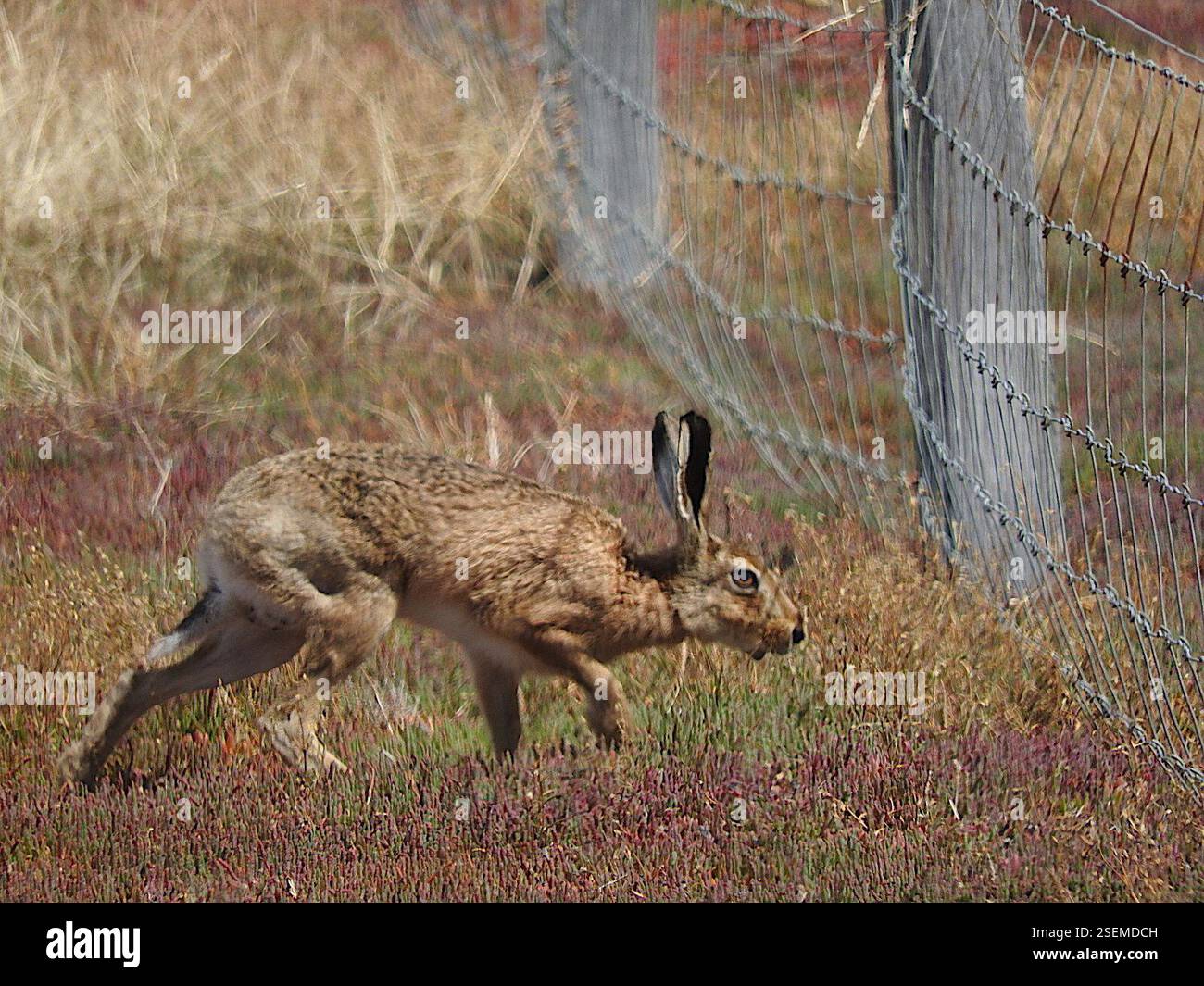 Brown Hare (Lepus europaeus), Mammalia, Penna TAS 7171, Australia Stock ...