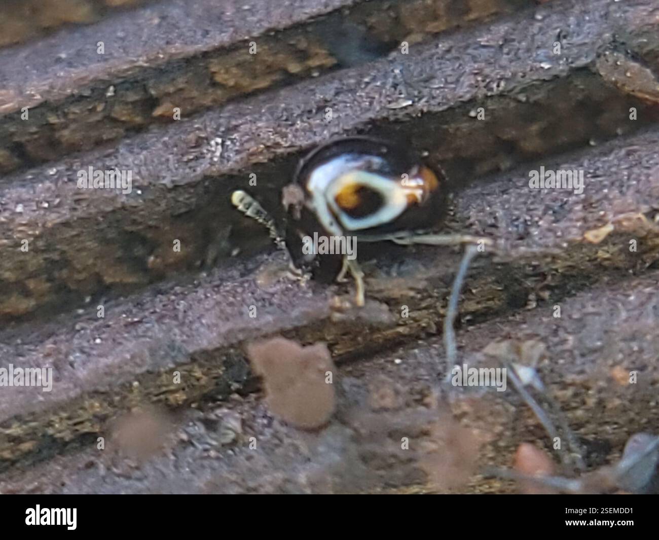 Round Fungus Beetles (Leiodidae), Insecta, Pescadero Creek County Park, San Mateo County, US-CA ...