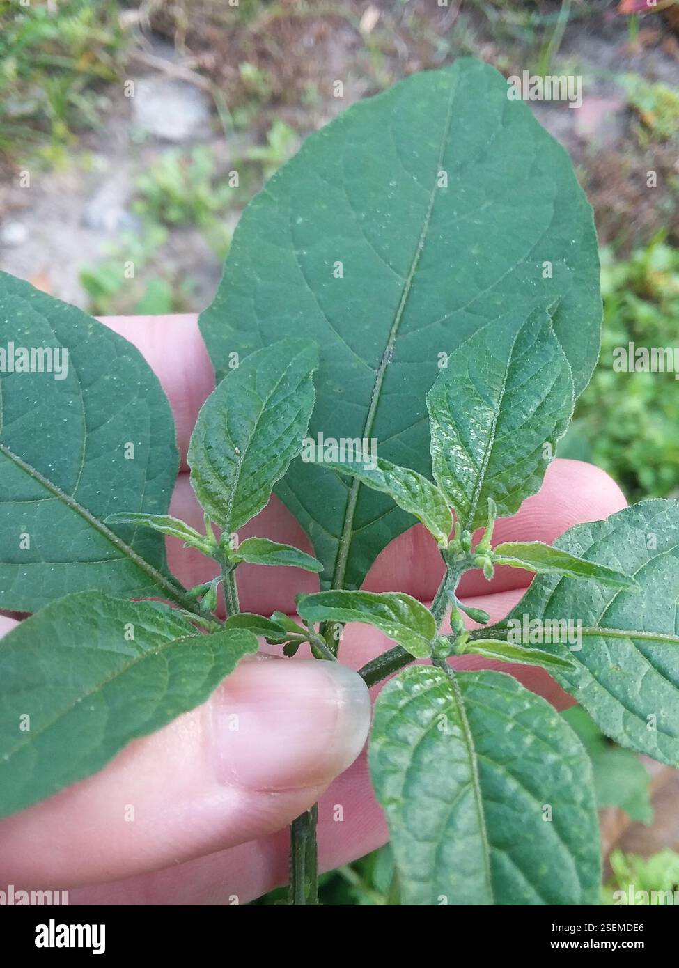 Divine Nightshade (Solanum nigrescens), Plantae, Georgia, US Stock ...