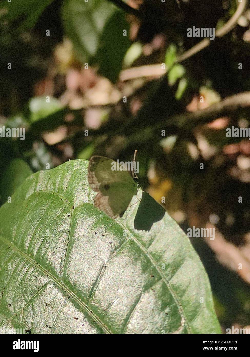 Myanmar Common Quaker (Neopithecops zalmora zalmora), Insecta, Zwe Ka ...