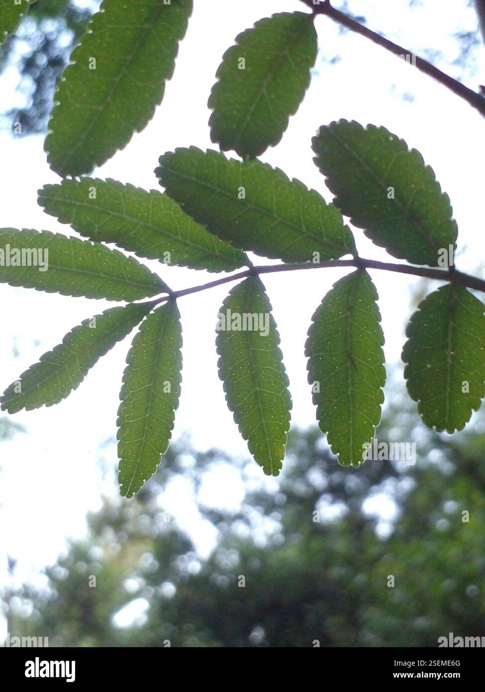 Tambataru (Zanthoxylum rhoifolium), Plantae, Paraguay Stock Photo - Alamy