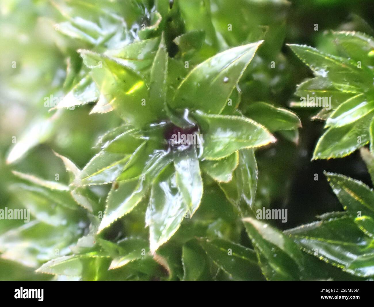 Horn Calcareous Moss (Mnium hornum), Plantae, Borkel en Schaft ...