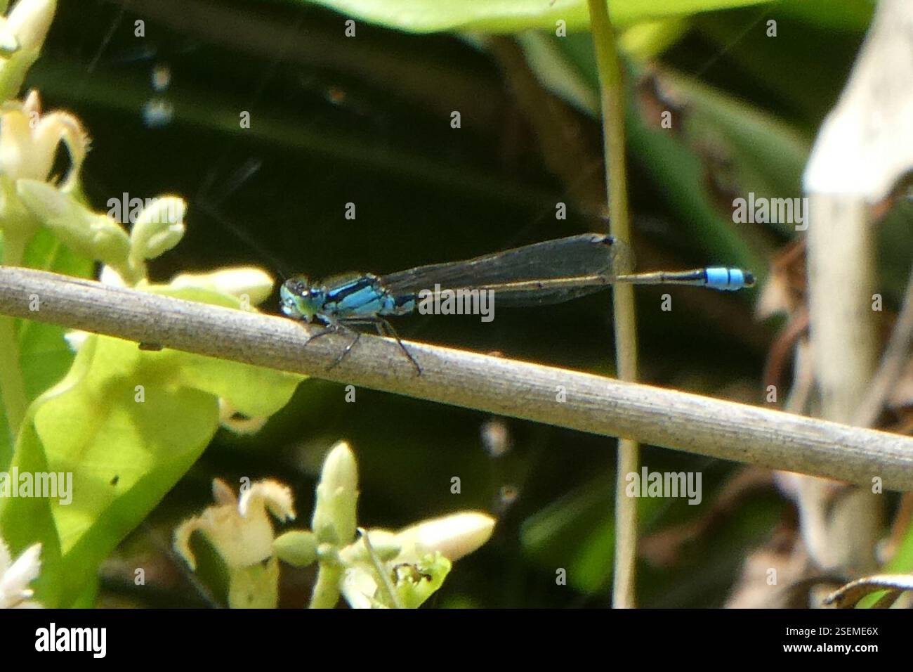 Australian Bluetail (Ischnura heterosticta), Insecta, Sherwood ...