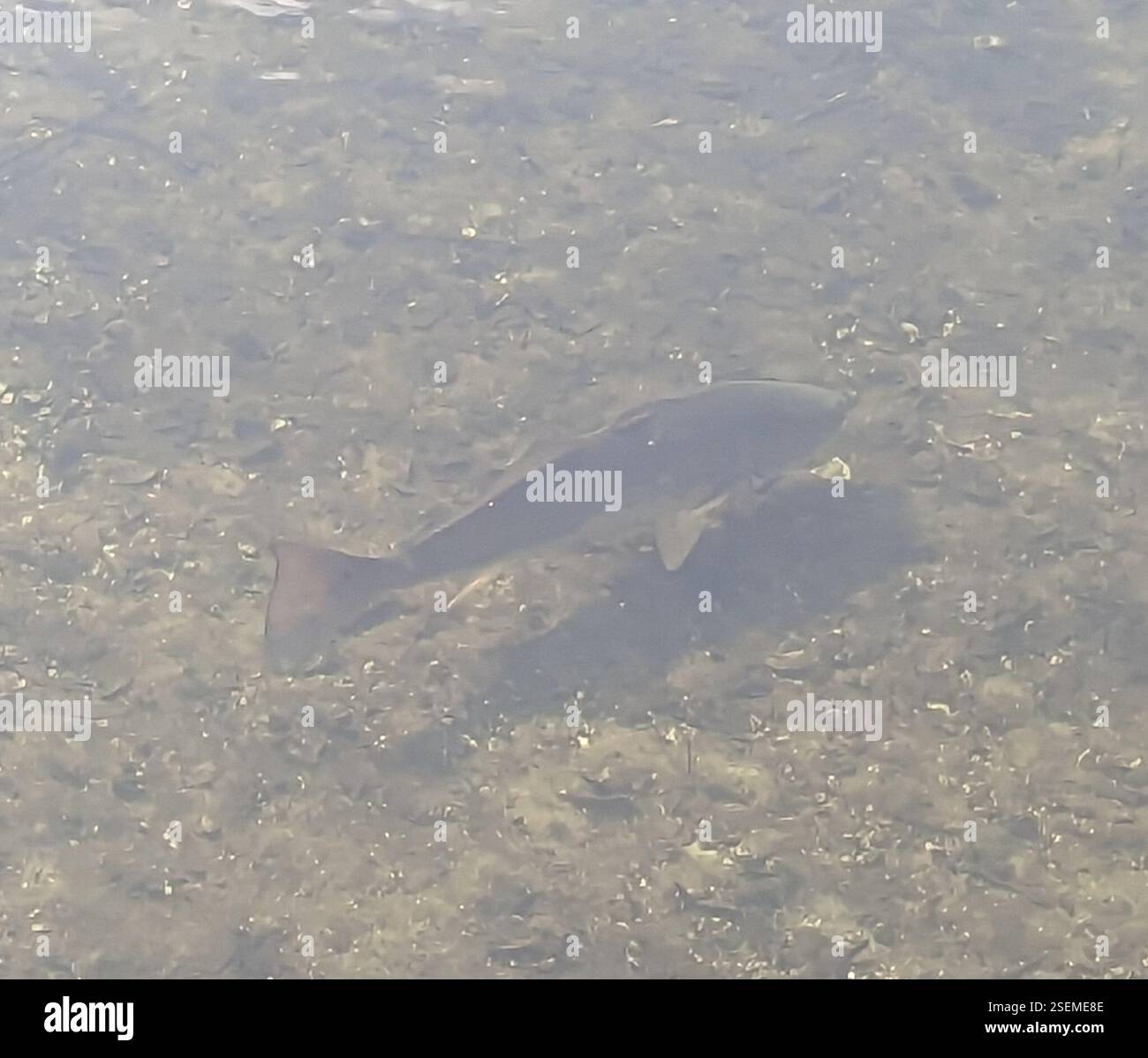 Red Drum (Sciaenops ocellatus), Actinopterygii, St. Petersburg ...