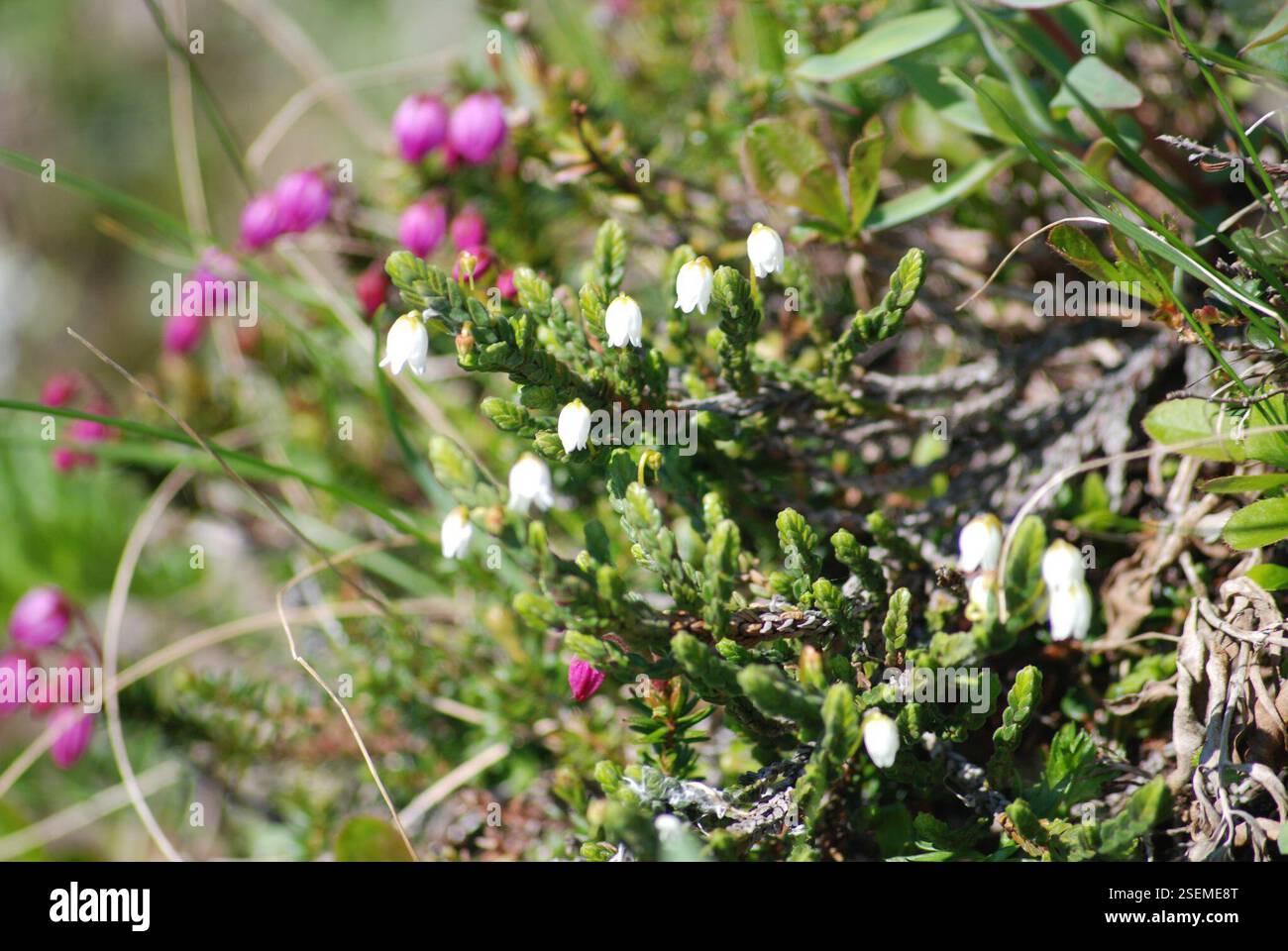 Arctic bell-heather (Cassiope tetragona), Plantae, Провиденский р-н ...