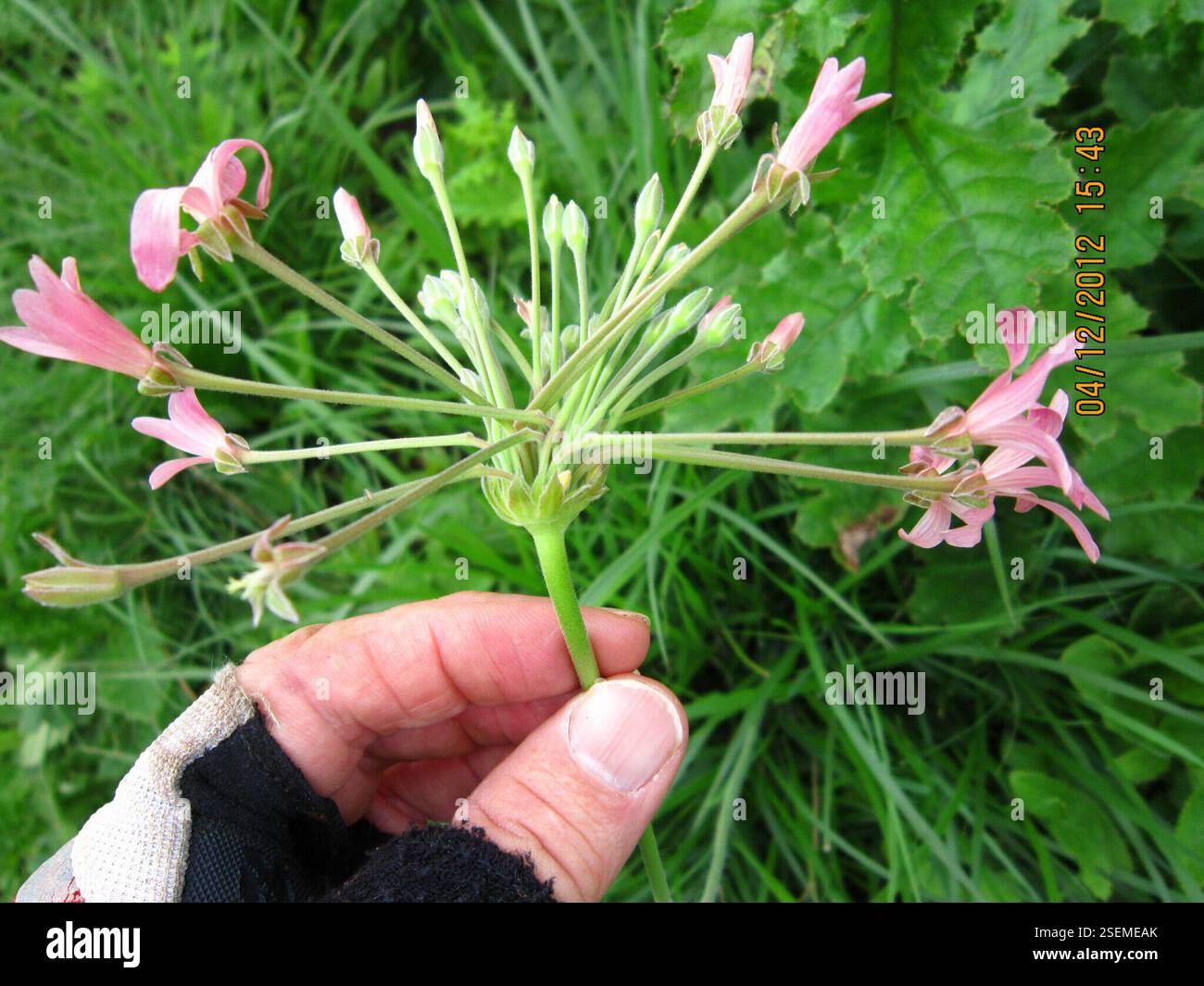 Lurid Storksbill (Pelargonium luridum), Plantae, uMgungundlovu District ...