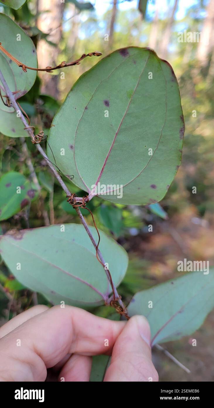 sawbrier (Smilax glauca), Plantae, Silver Springs, FL 34488, USA Stock ...