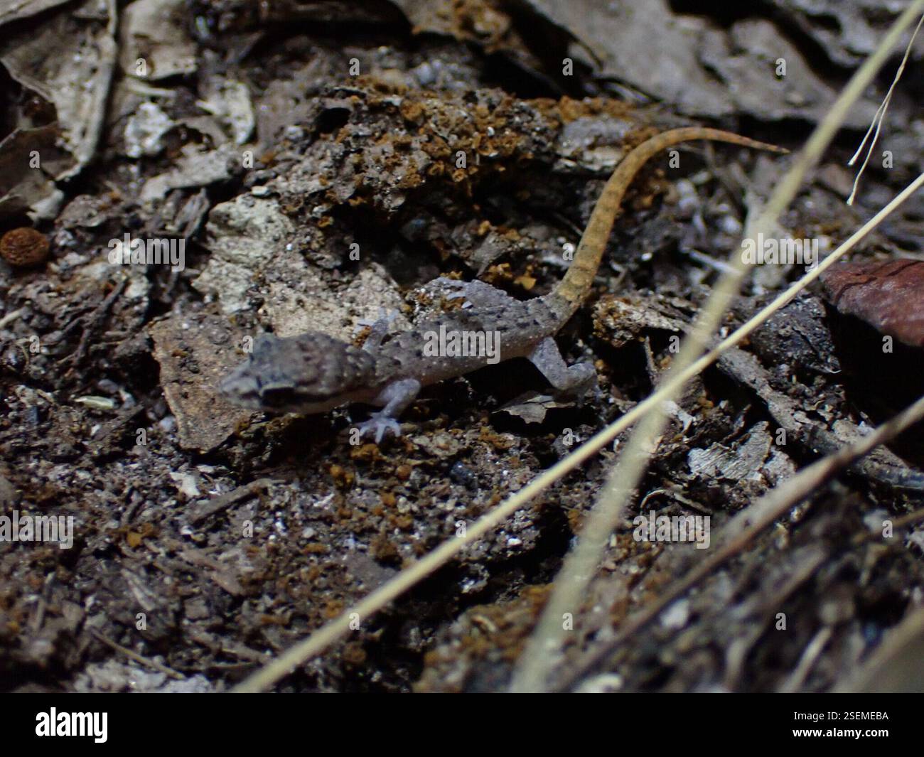 Typical Geckos (Gekkonidae), Reptilia, Cooktown QLD 4895, Australia ...