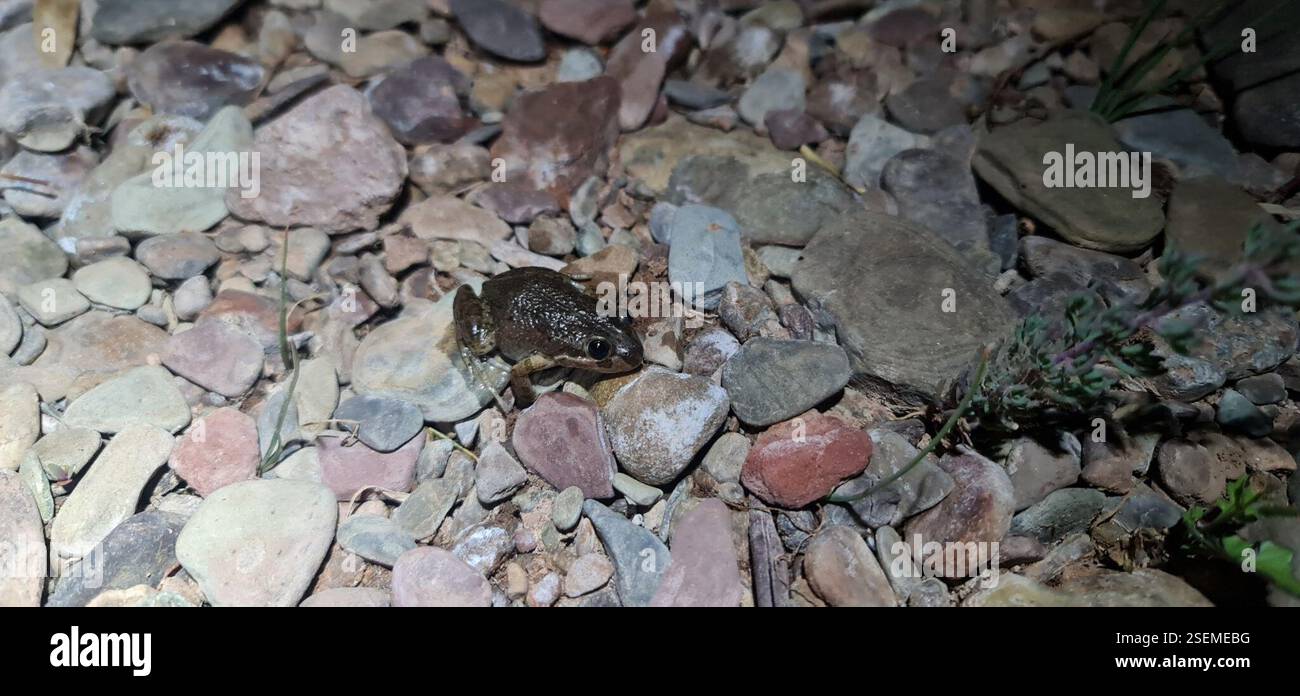 Spotted Marsh Frog (Limnodynastes tasmaniensis), Amphibia, Flinders ...