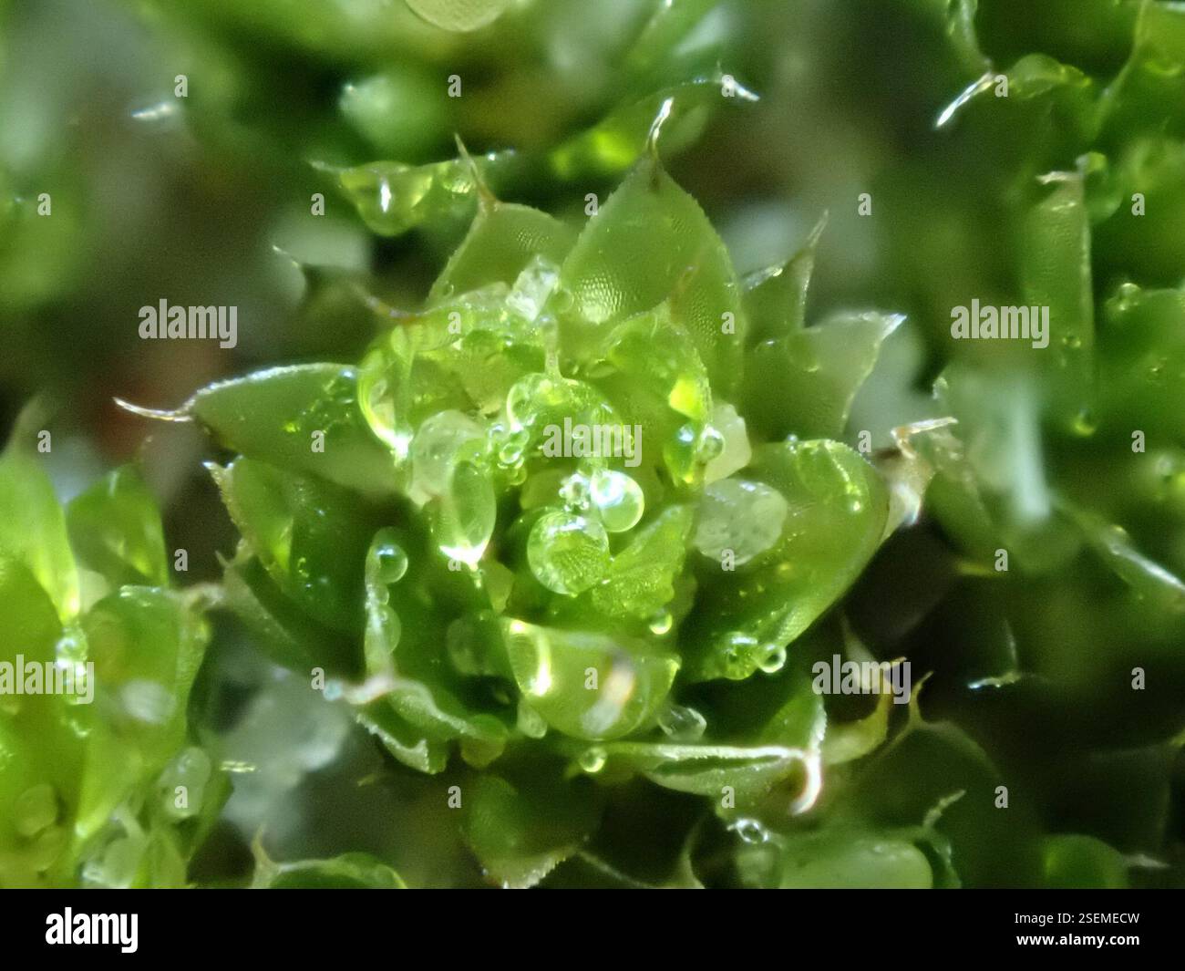 Capillary Thread-moss (Ptychostomum capillare), Plantae, Amsterdamse ...