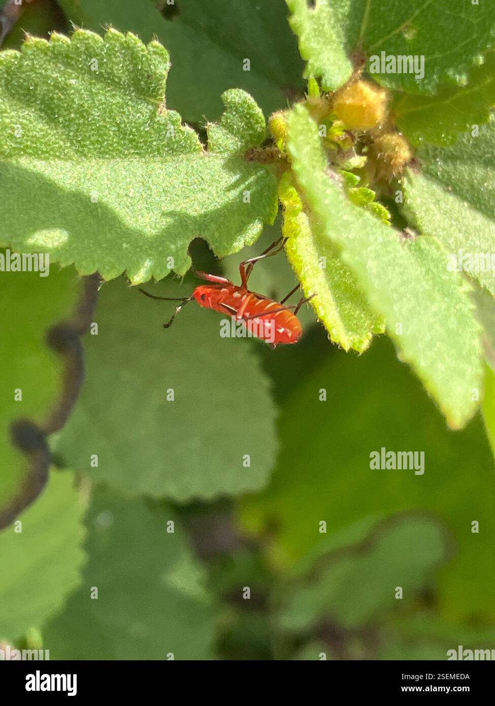 Peter stainer hi-res stock photography and images - Alamy