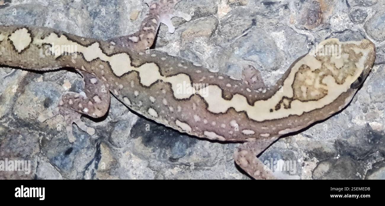 Ranges Stone Gecko (Diplodactylus furcosus), Reptilia, Port Wakefield ...