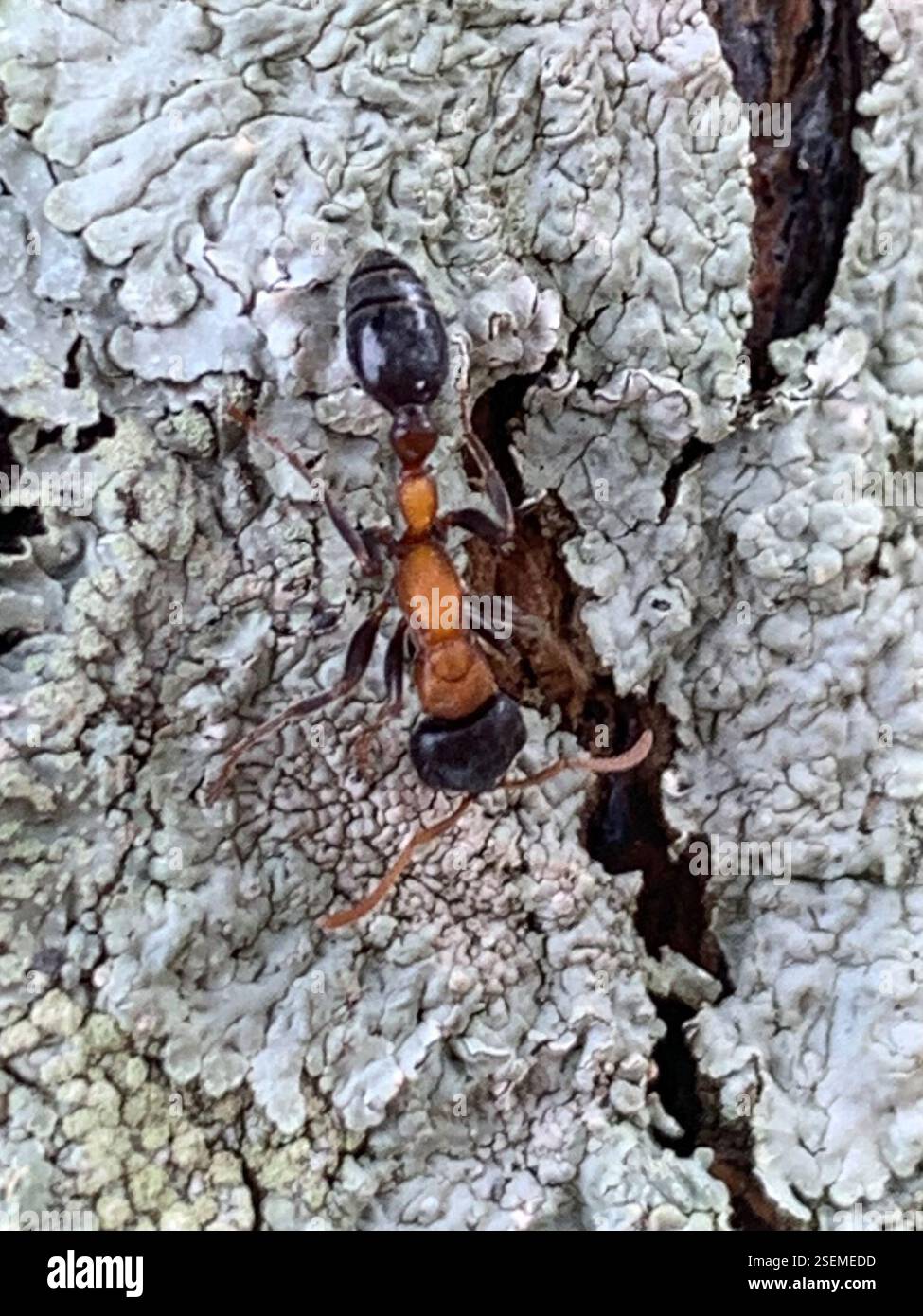 Arboreal Bicolored Slender Ant (Tetraponera rufonigra), Insecta, Padang ...