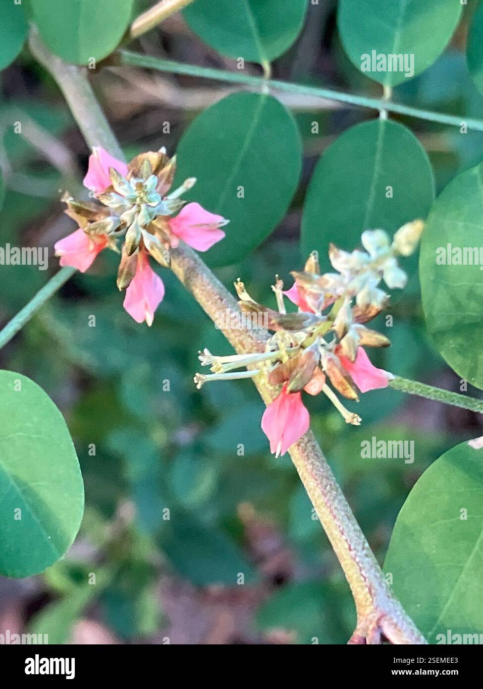 True Indigo (Indigofera tinctoria), Plantae, Saint Peter, MS Stock ...