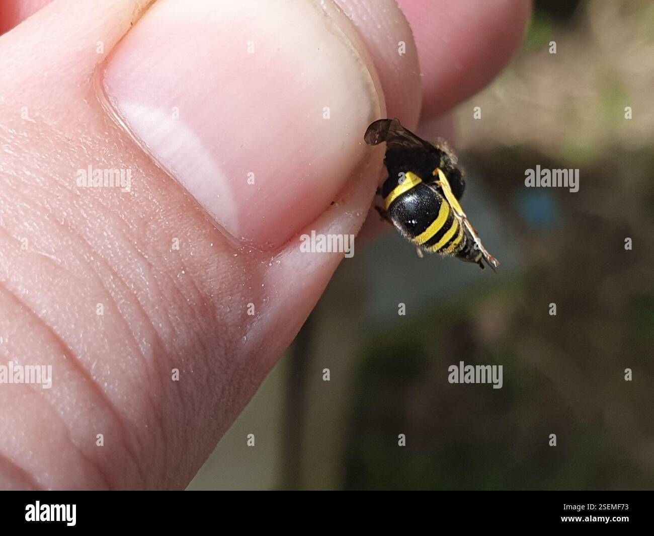 European tube wasp (Ancistrocerus gazella), Insecta, Mākara, Wellington ...