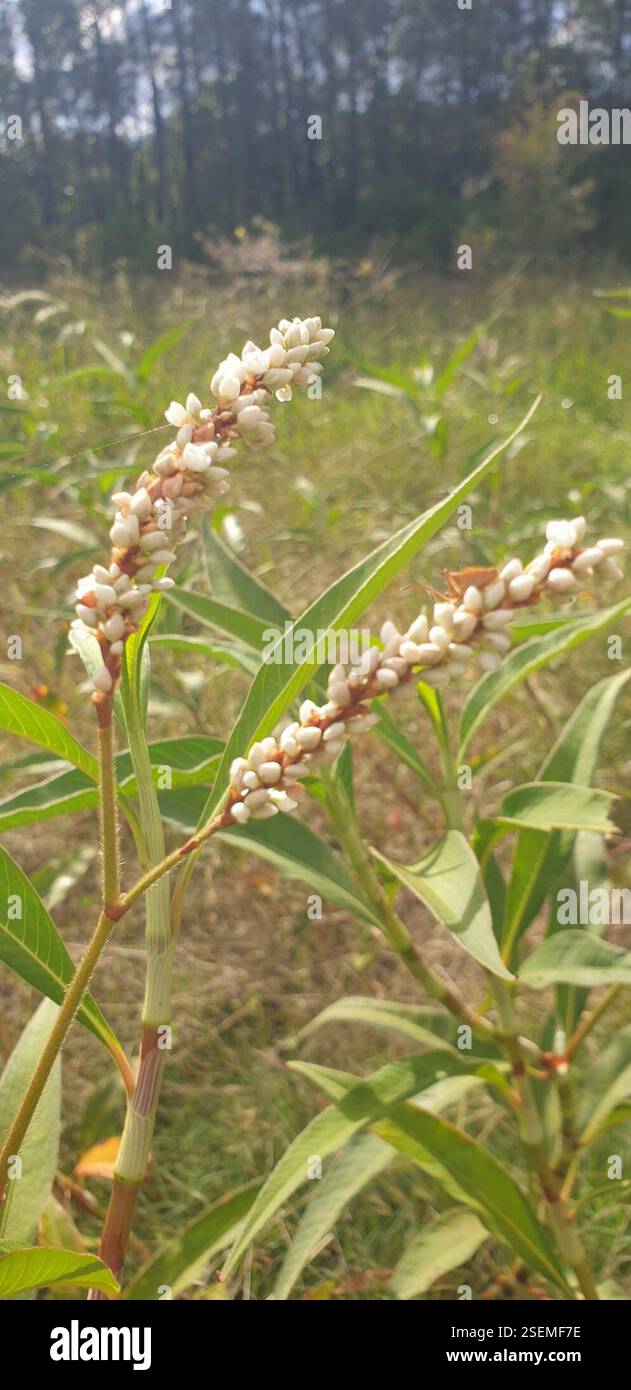 Velvet Knotweed (Persicaria attenuata), Plantae, Elanora QLD 4221 ...