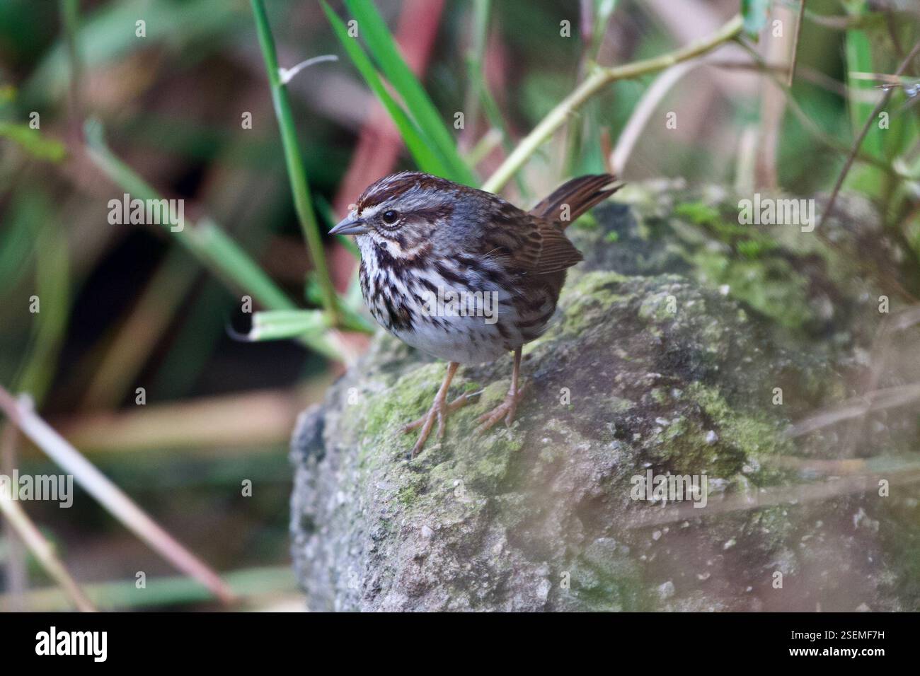 Song Sparrow (Melospiza melodia), Aves, North Lake, Golden Gate Park ...