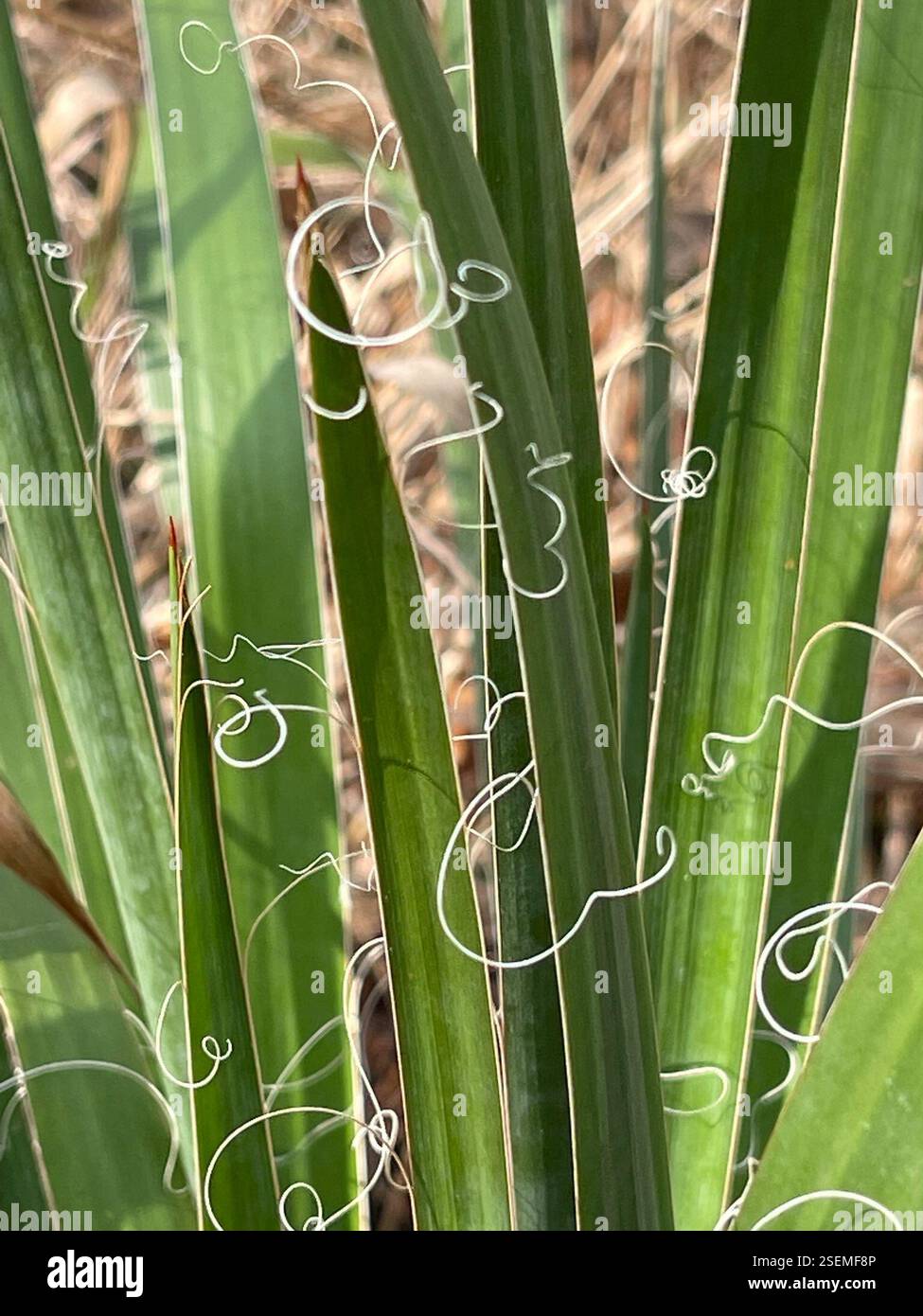 common yucca (Yucca filamentosa), Plantae, Torreya State Park, Bristol ...