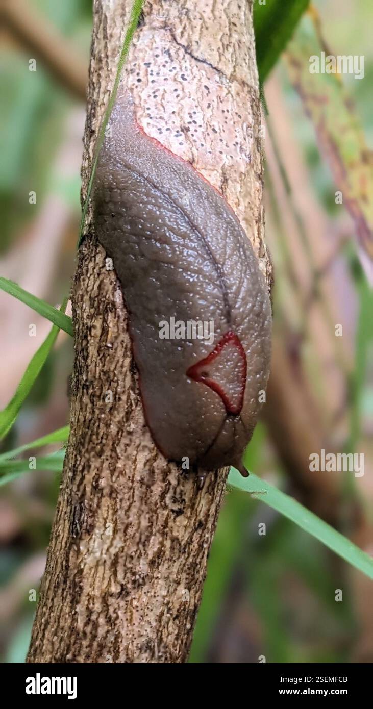 Red triangle slug hi-res stock photography and images - Alamy