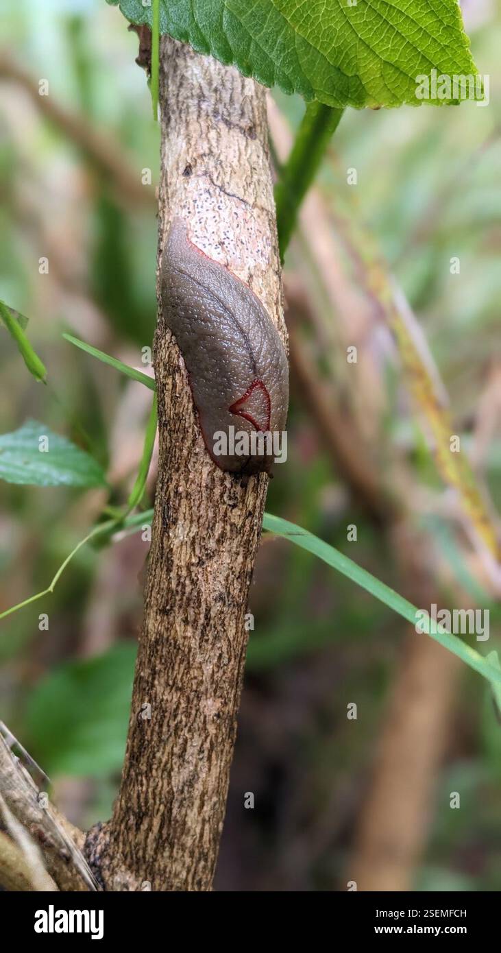 Red Triangle Slug (Triboniophorus graeffei), Mollusca, Lake Macquarie ...