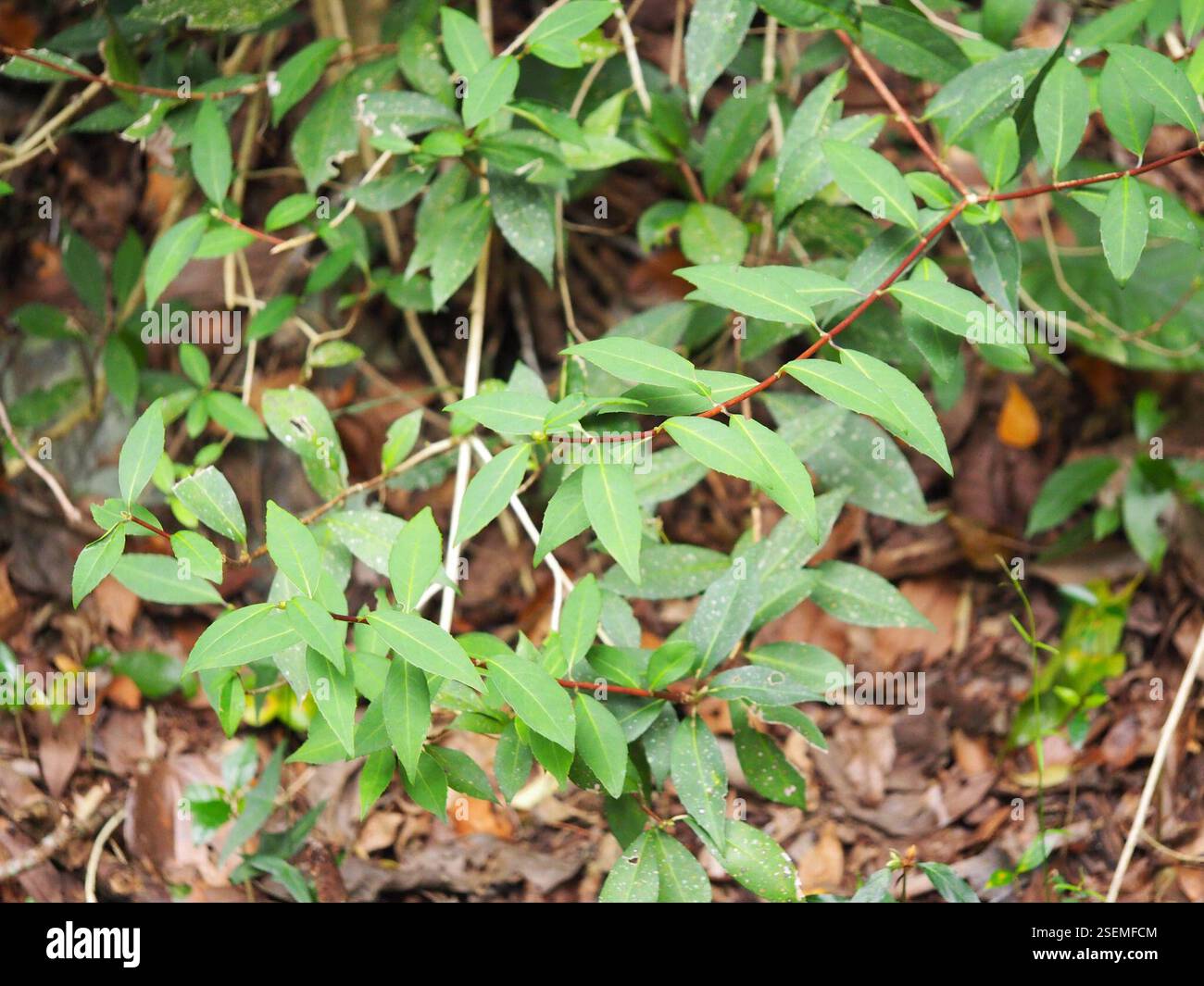 Chinese Hydrangea (Hydrangea chinensis), Plantae, 台灣南投縣 Stock Photo - Alamy