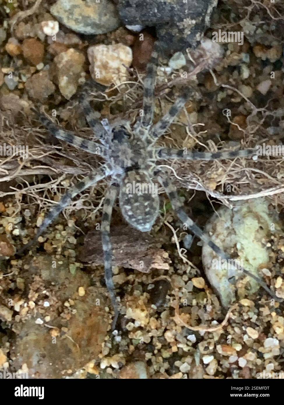 Wolf Spiders (Lycosidae), Arachnida, Beale Afb, CA, US, Under rocks in ...
