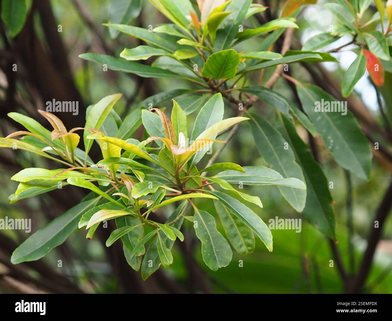 Common Elaeocarpus (Elaeocarpus decipiens), Plantae, 台灣新北市 Stock Photo ...
