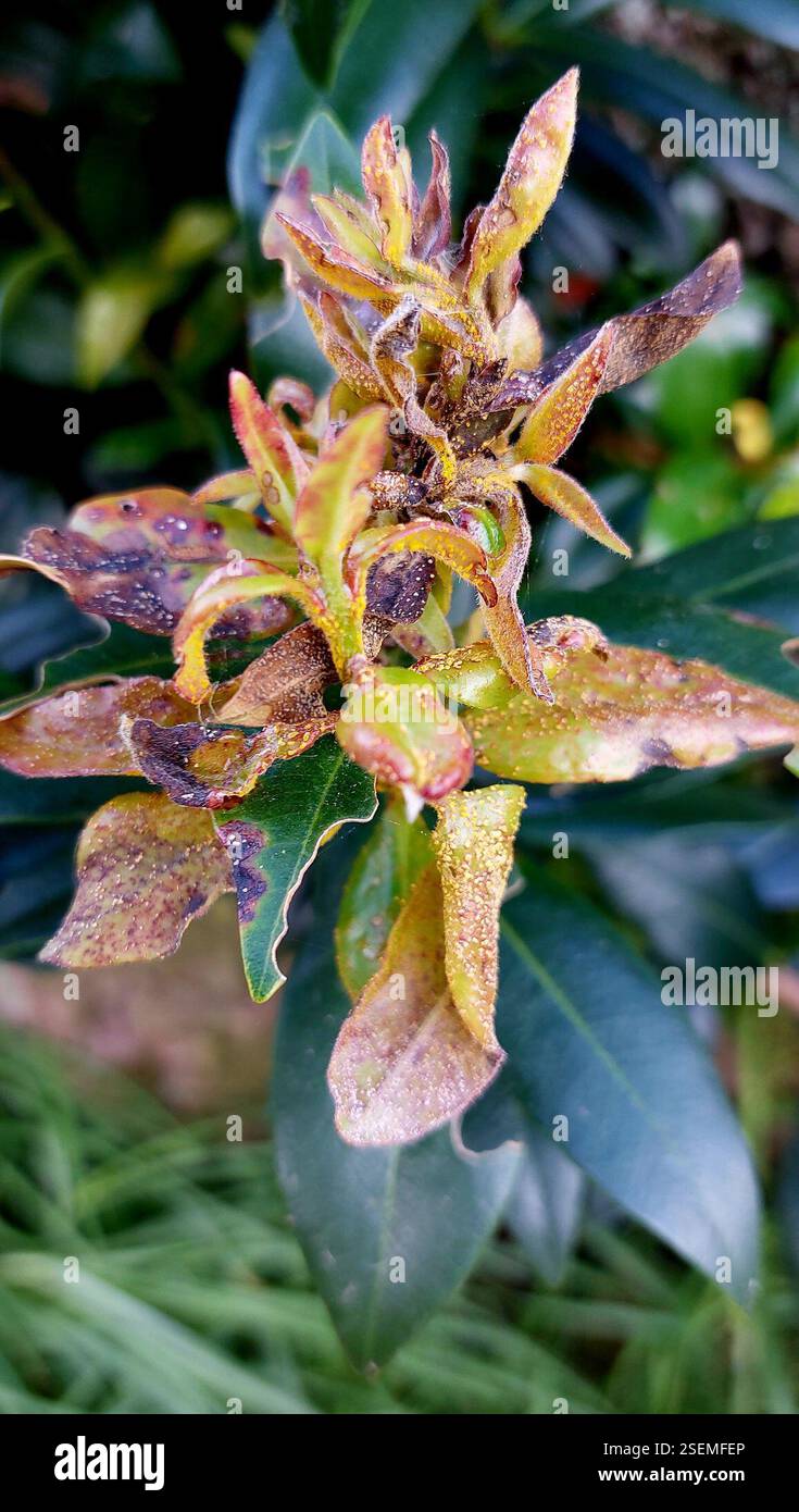 Myrtle Rust (Austropuccinia psidii), Fungi, Auckland, Mt Albert, Unitec ...